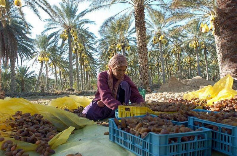 وزير: الإنتاج المتوقع للتمور يقدر بـ 103 آلاف طن في الموسم الفلاحي 2024 ...